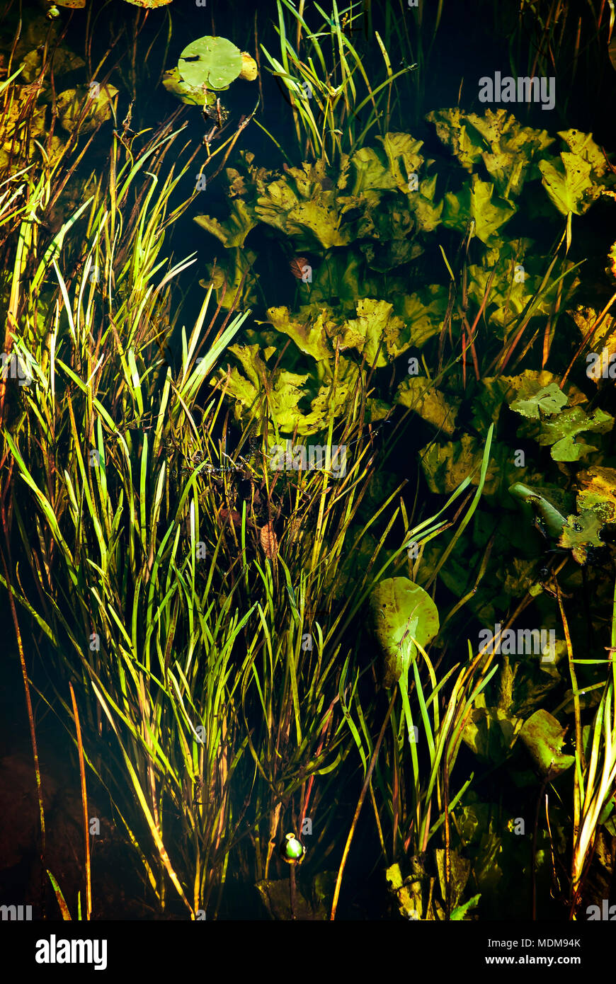 Underwater River Plants Change The Stance On Aquatic Plants Lake