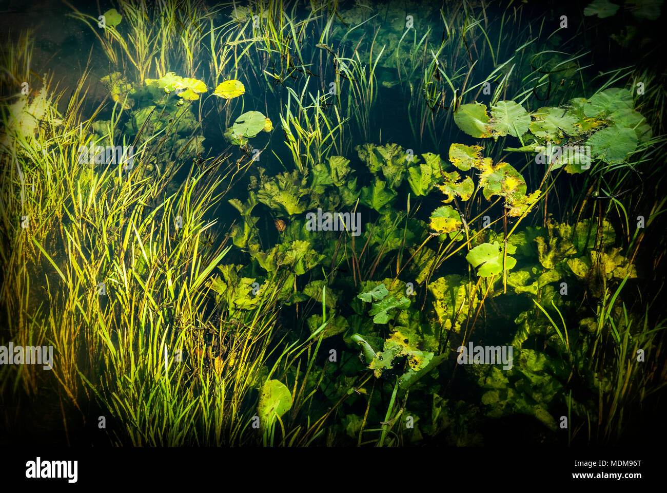 Underwater River Plants Change The Stance On Aquatic Plants Lake
