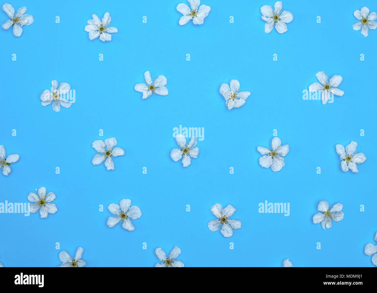 blue background with blooming white flowers of cherry, full frame Stock ...