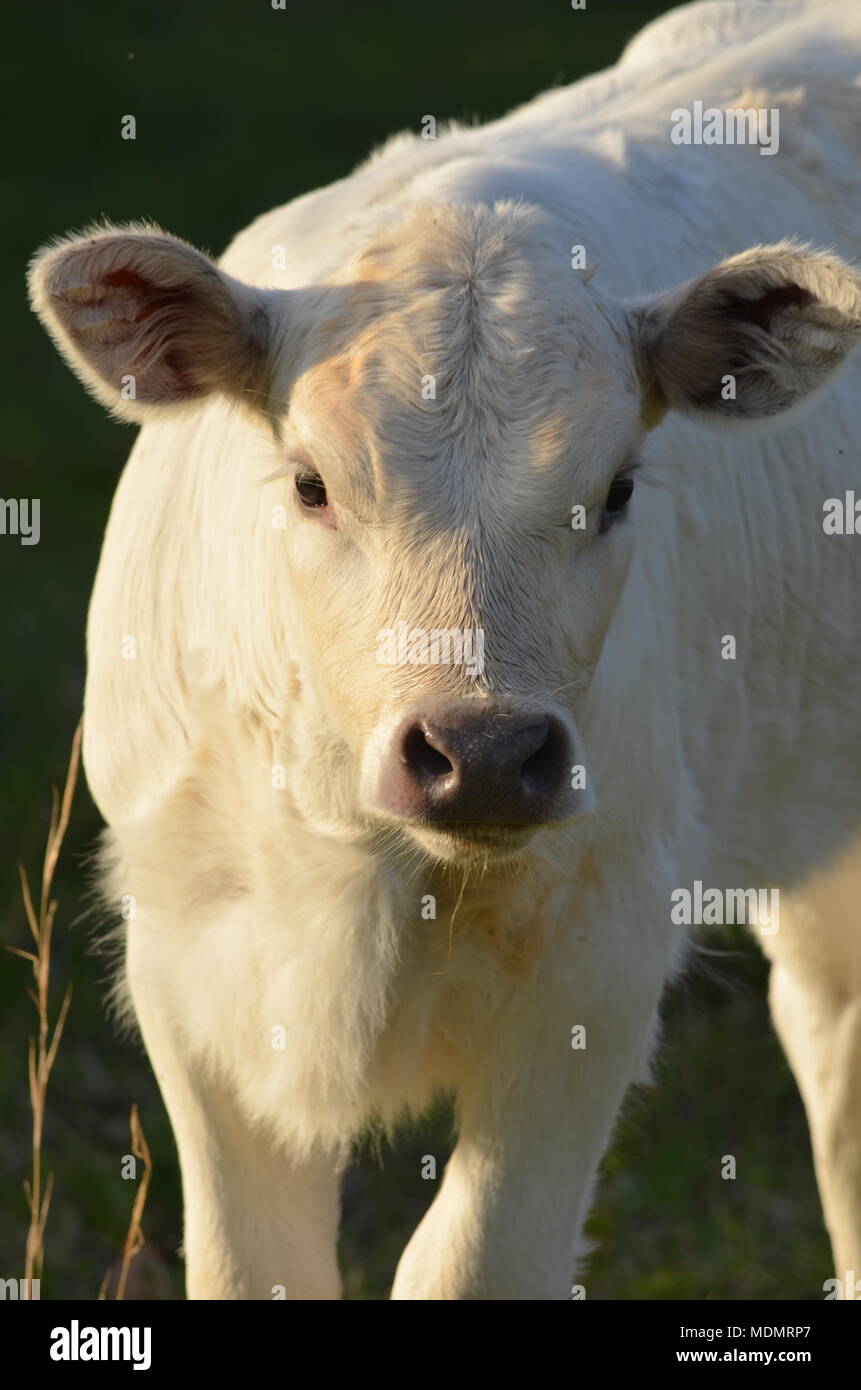 Closeup of Calf in Field Stock Photo - Alamy