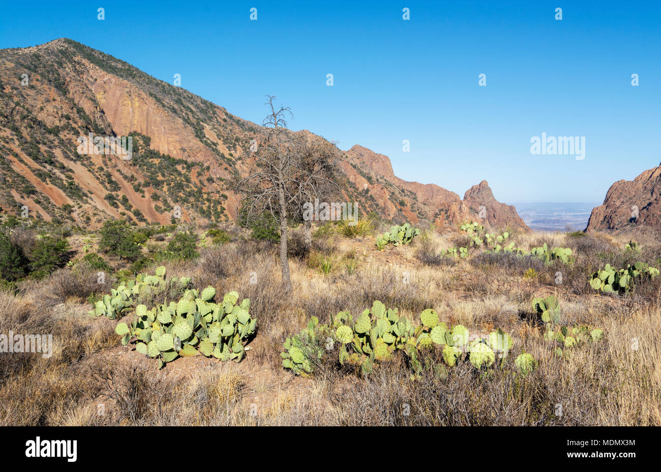 Big bend national park texas cactus hi-res stock photography and images ...