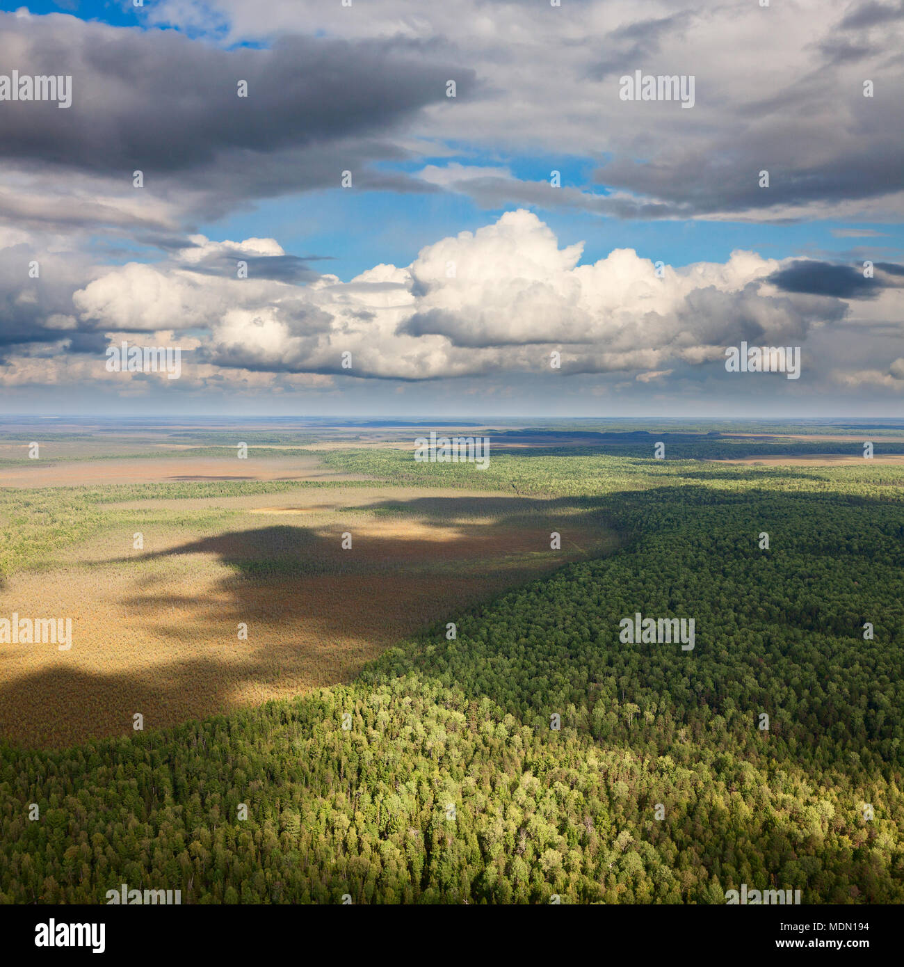 Forest plain under cumulus clouds Stock Photo - Alamy