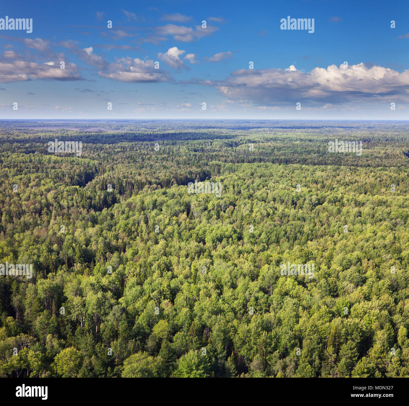 Forest background area background hi-res stock photography and images ...