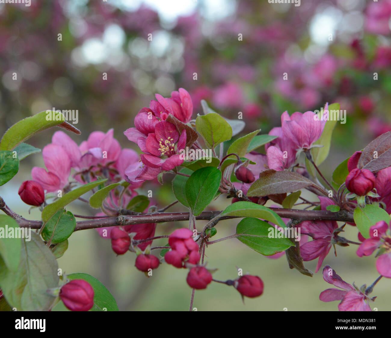 Flowering tree in spring in Beijing, China Stock Photo - Alamy