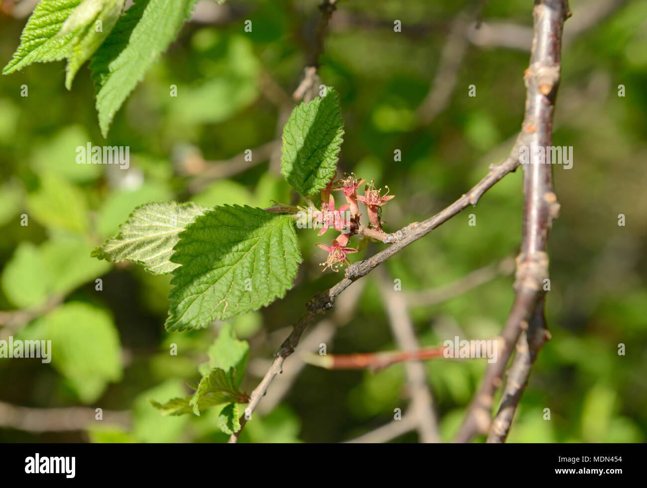 Tree branch with young leaves and flowers whose petals have dropped in ...
