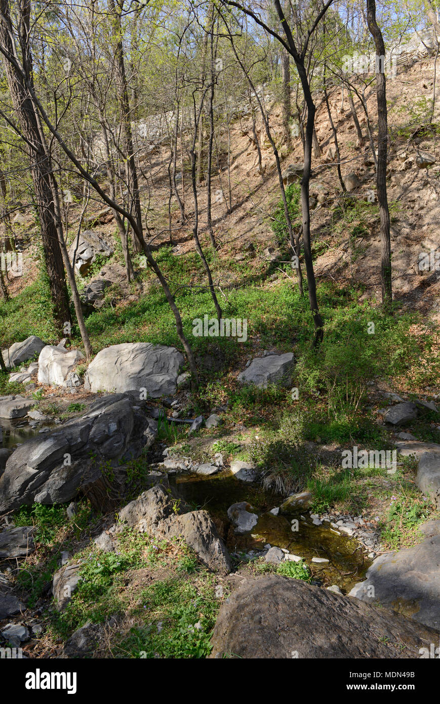 Trees, stones and low vegetation in a woodland area of Beijing Botanic ...