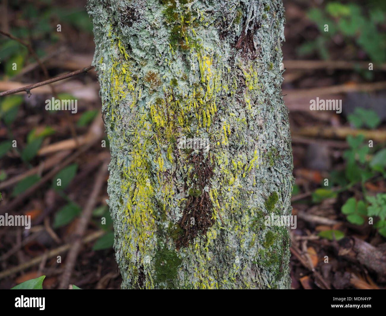tree fern trunk with lichen Stock Photo - Alamy