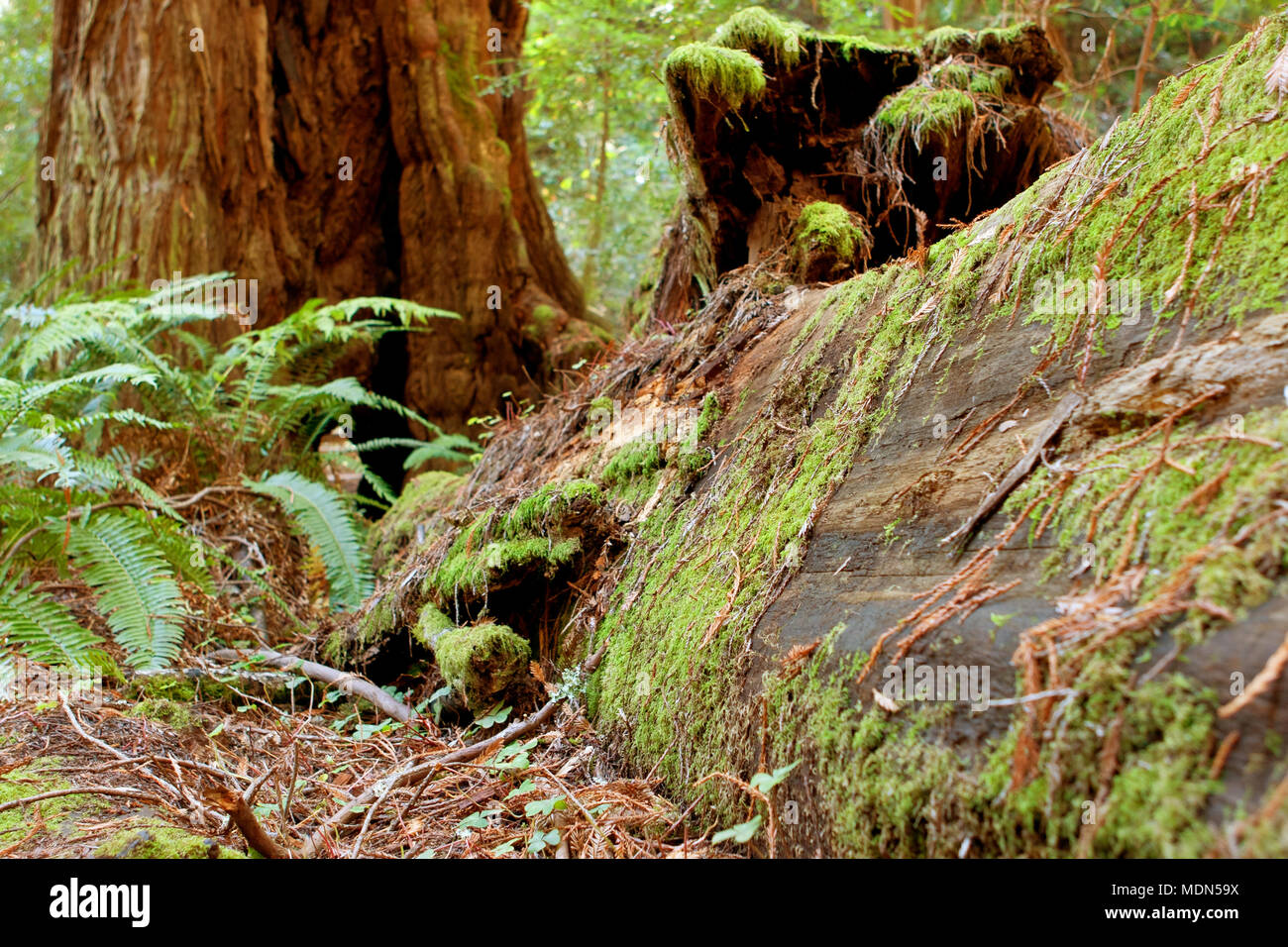 Moss covers fallen tree hi-res stock photography and images - Alamy