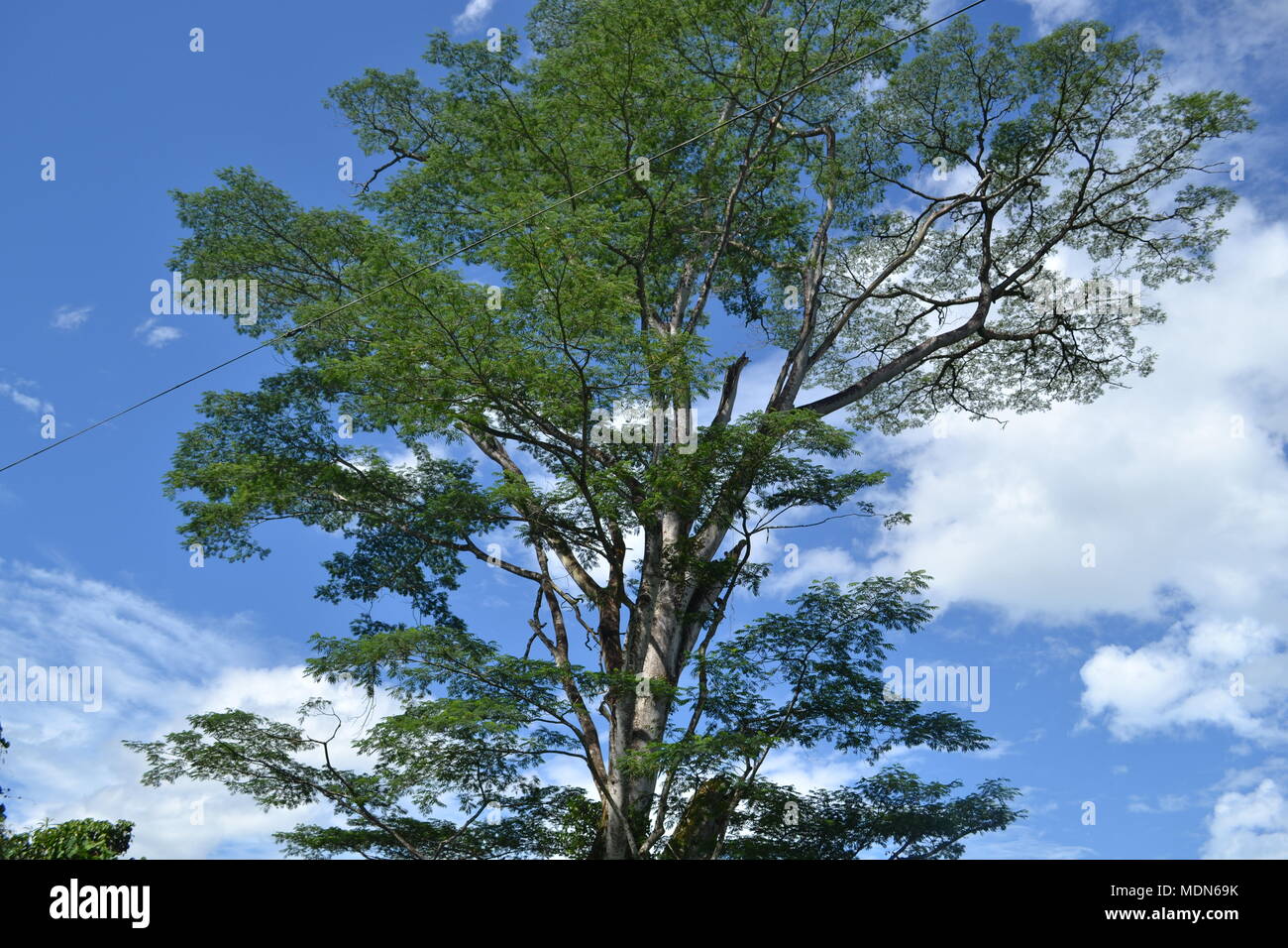 Badulla tree hi-res stock photography and images - Alamy