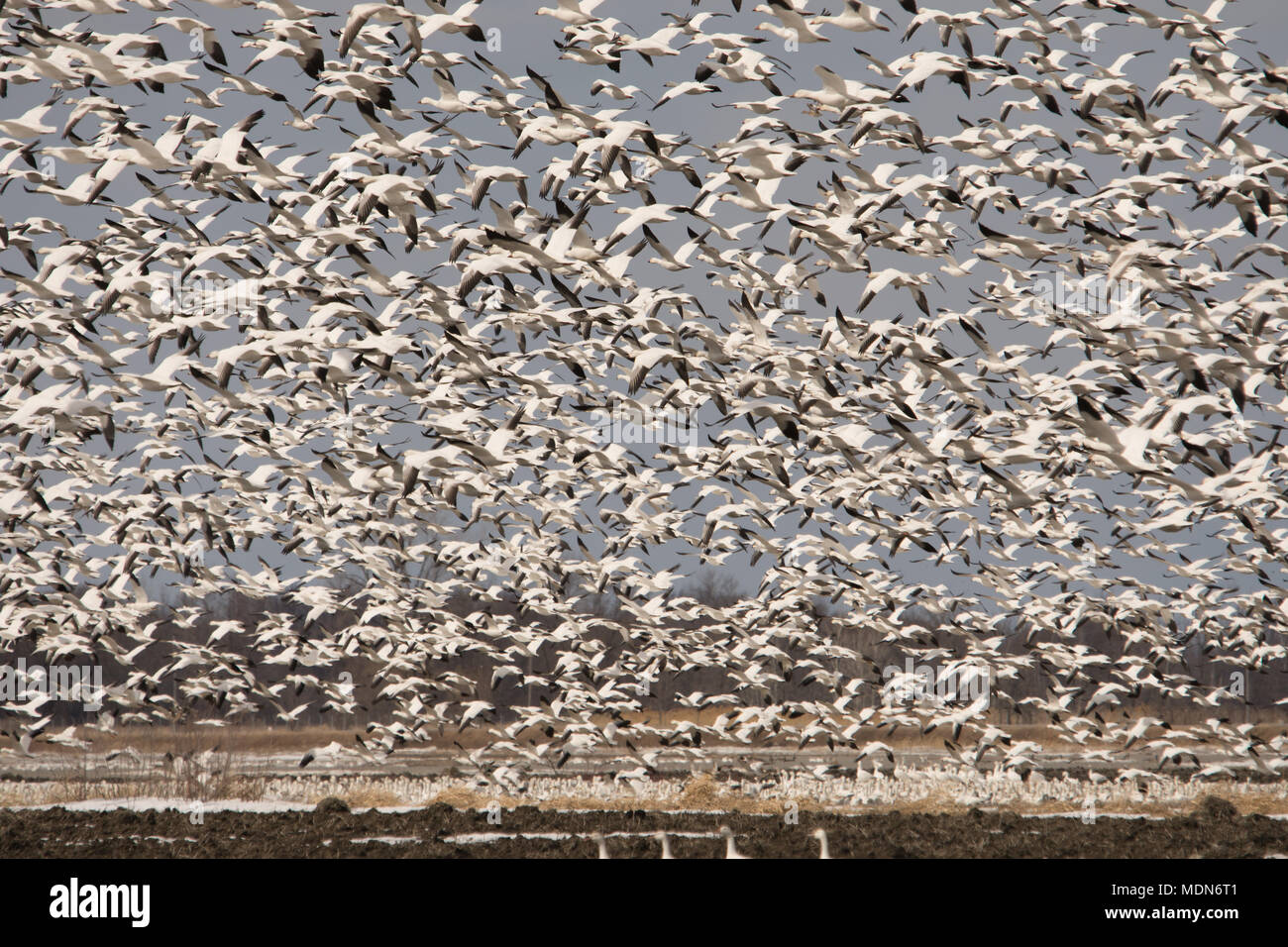 Snow geese formation flock wildlife hi-res stock photography and images ...