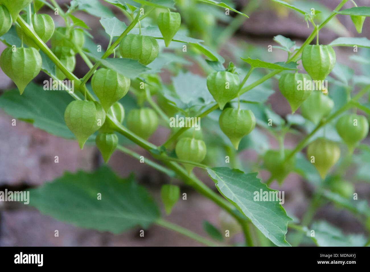 Cardiospermum halicacabum hi-res stock photography and images - Alamy