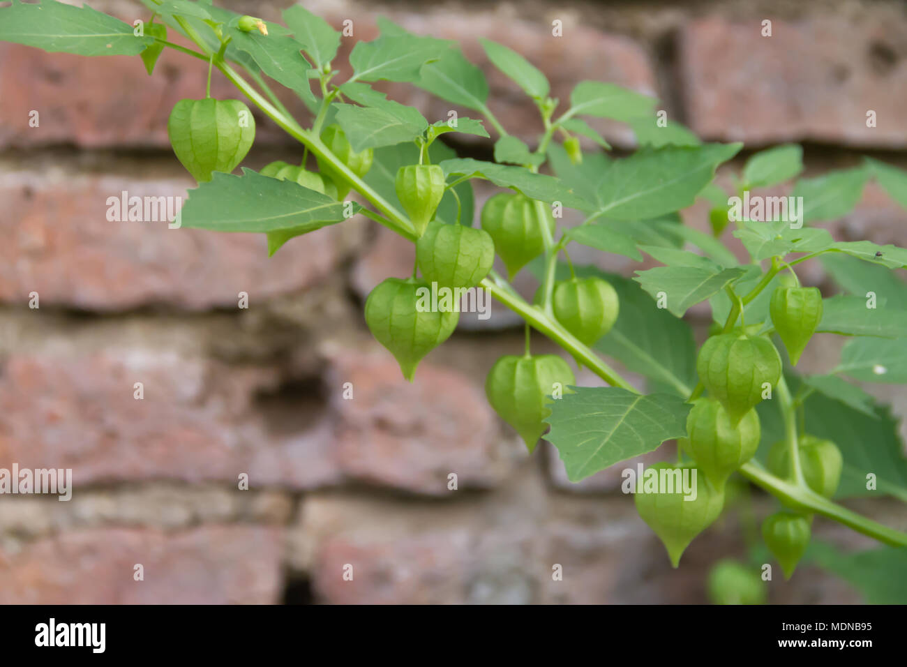 Cardiospermum halicacabum hi-res stock photography and images - Alamy
