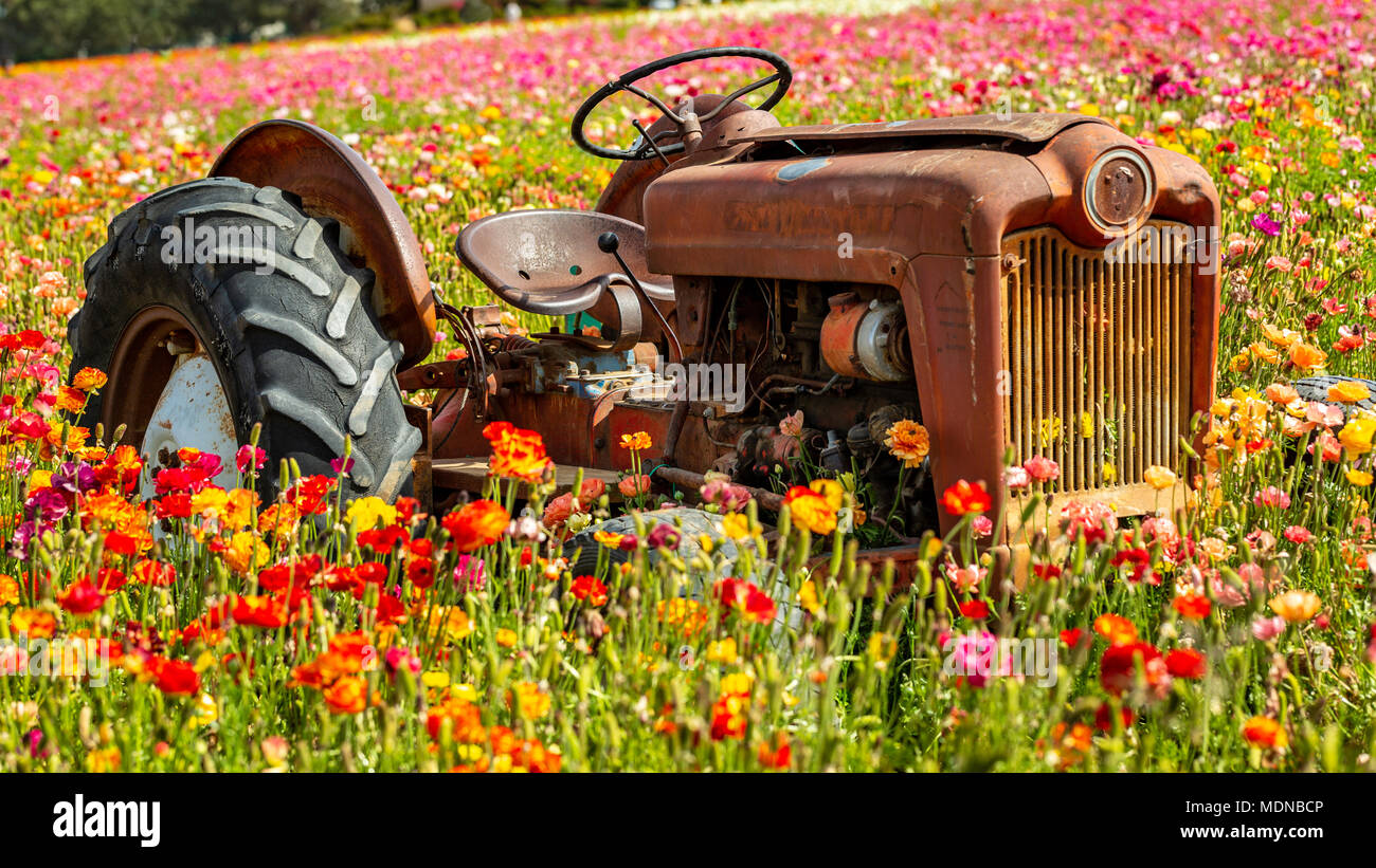 Yesterday flower hi-res stock photography and images - Alamy