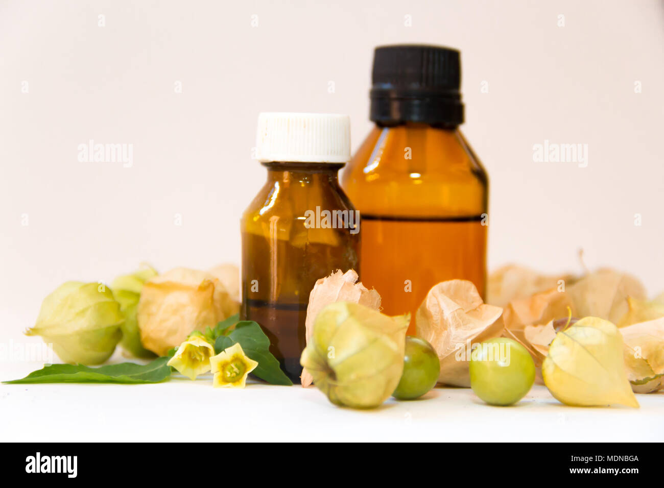 Cardiospermum halicacabum aromatic medicinal plant Stock Photo - Alamy
