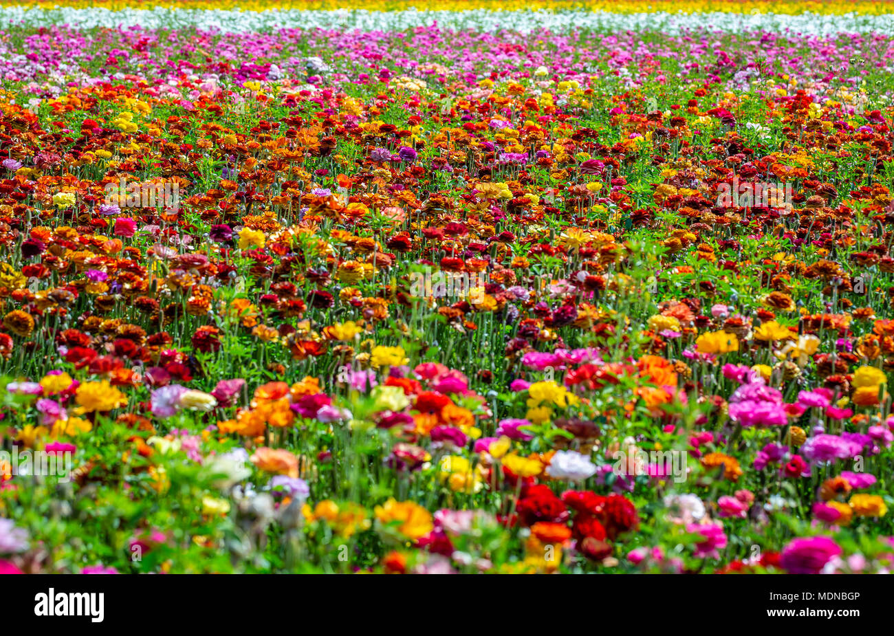 Abundance of colors hi-res stock photography and images - Alamy