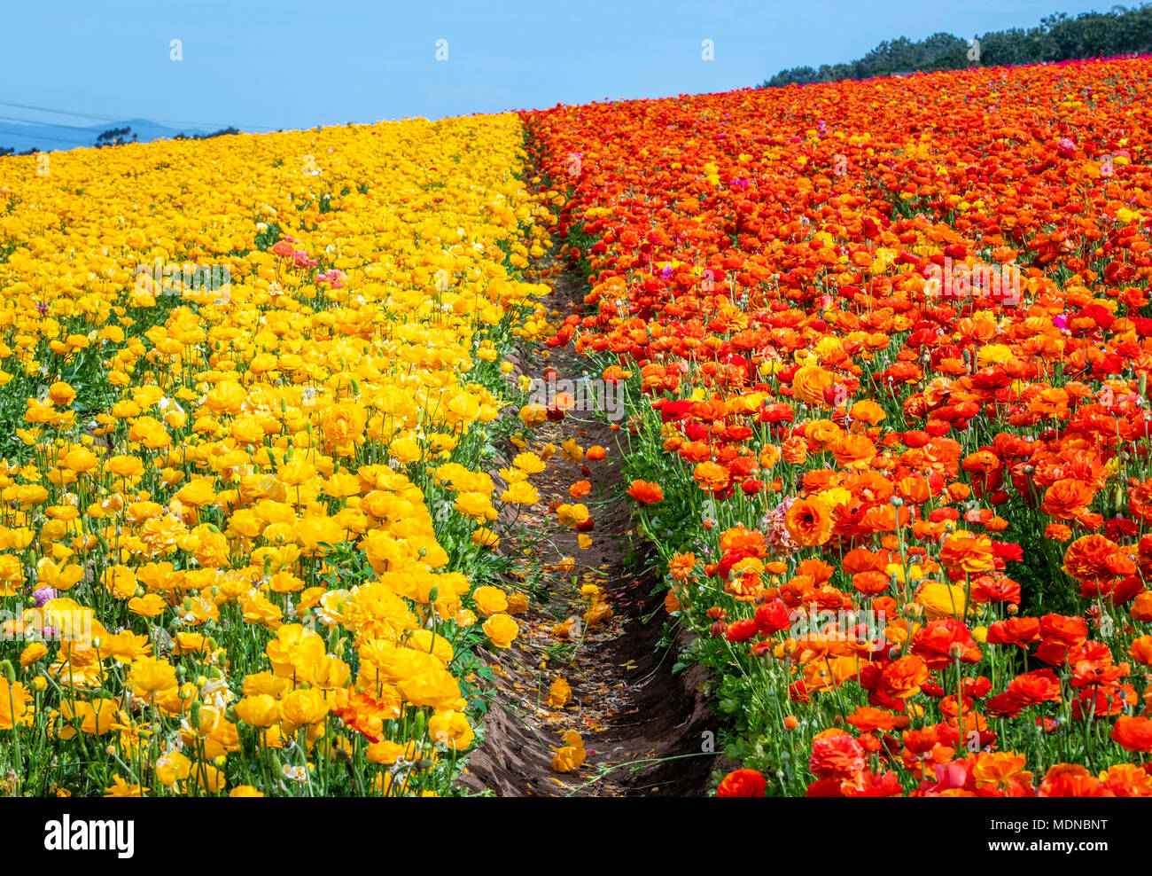 The path between the orange and yellow flowers in the field was very ...