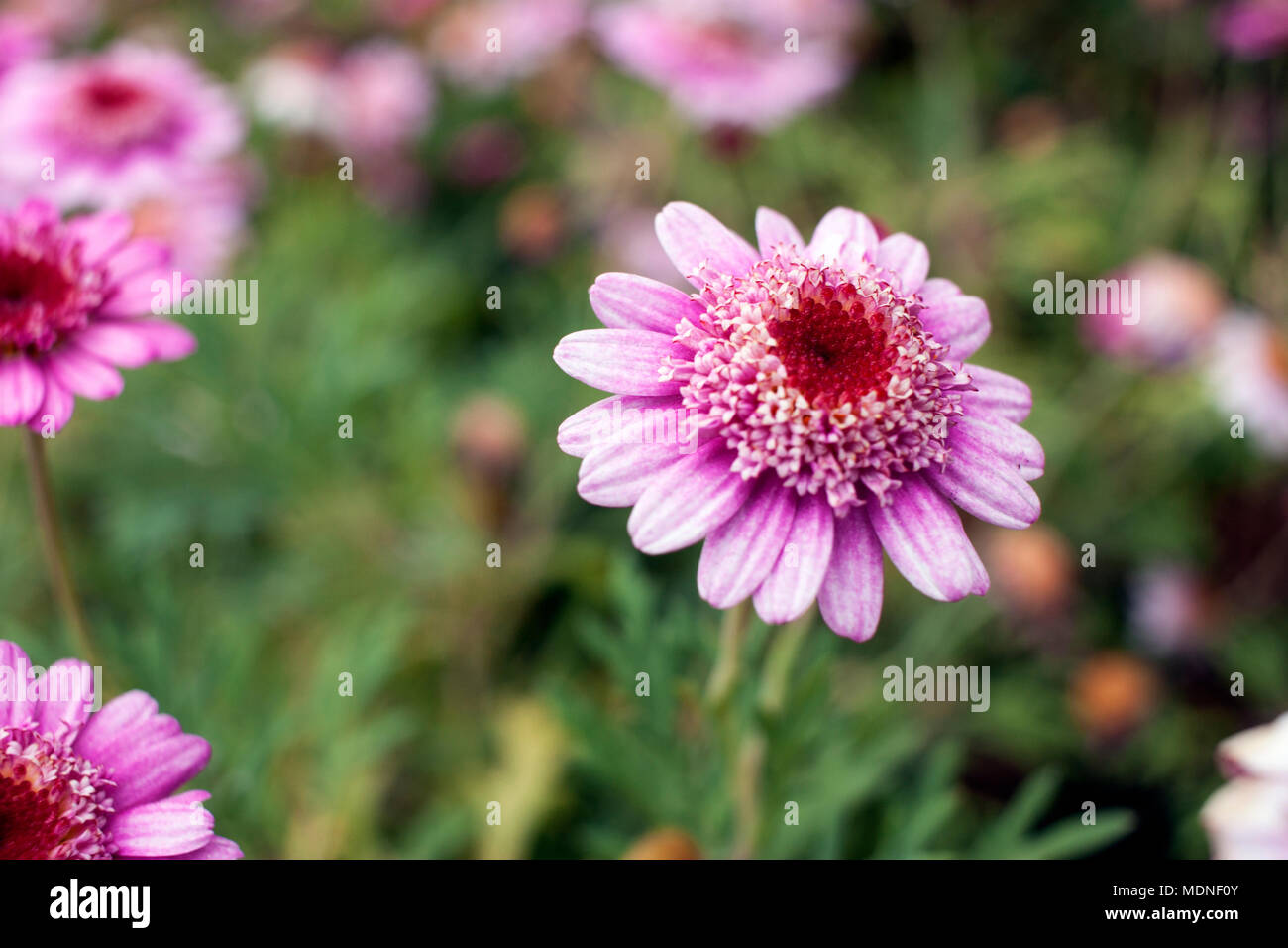 Various small flowers hi-res stock photography and images - Alamy