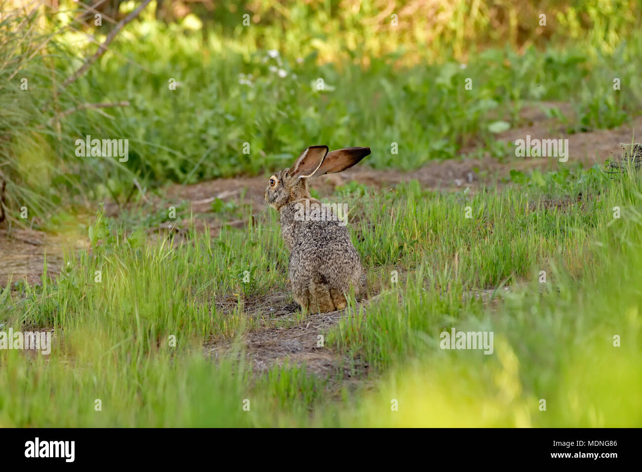 A lonely Rabbit Stock Photo - Alamy