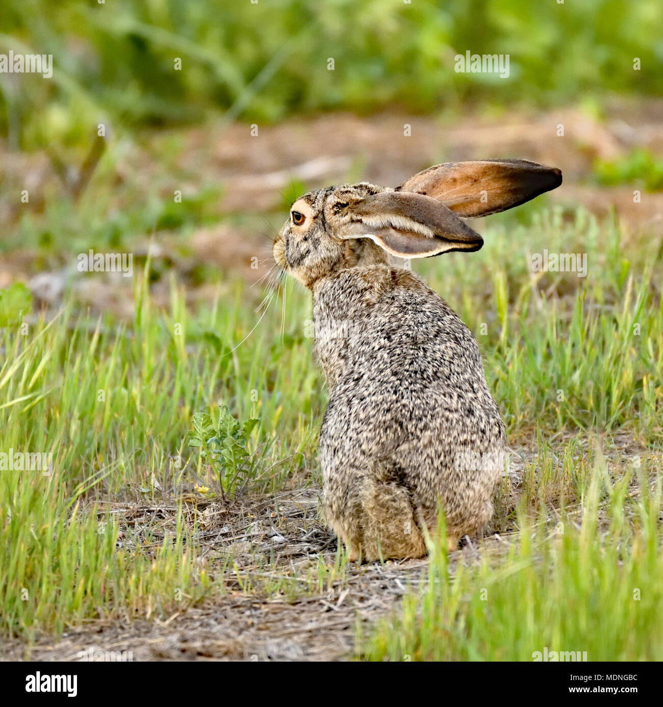 A lonely Rabbit Stock Photo - Alamy