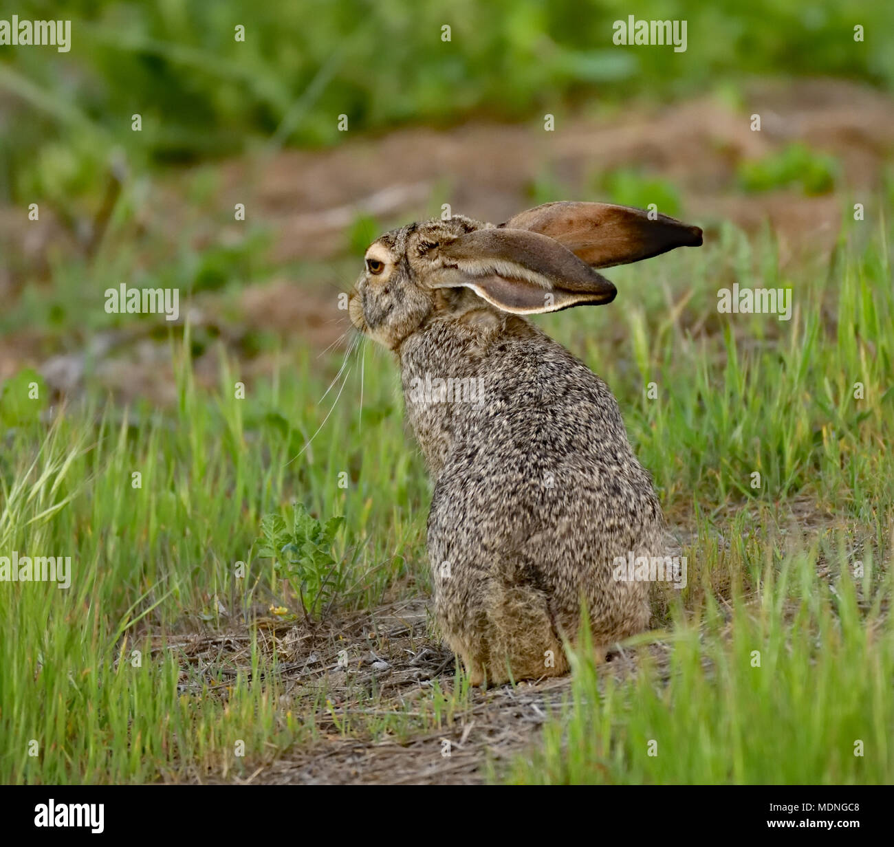 A lonely Rabbit Stock Photo - Alamy
