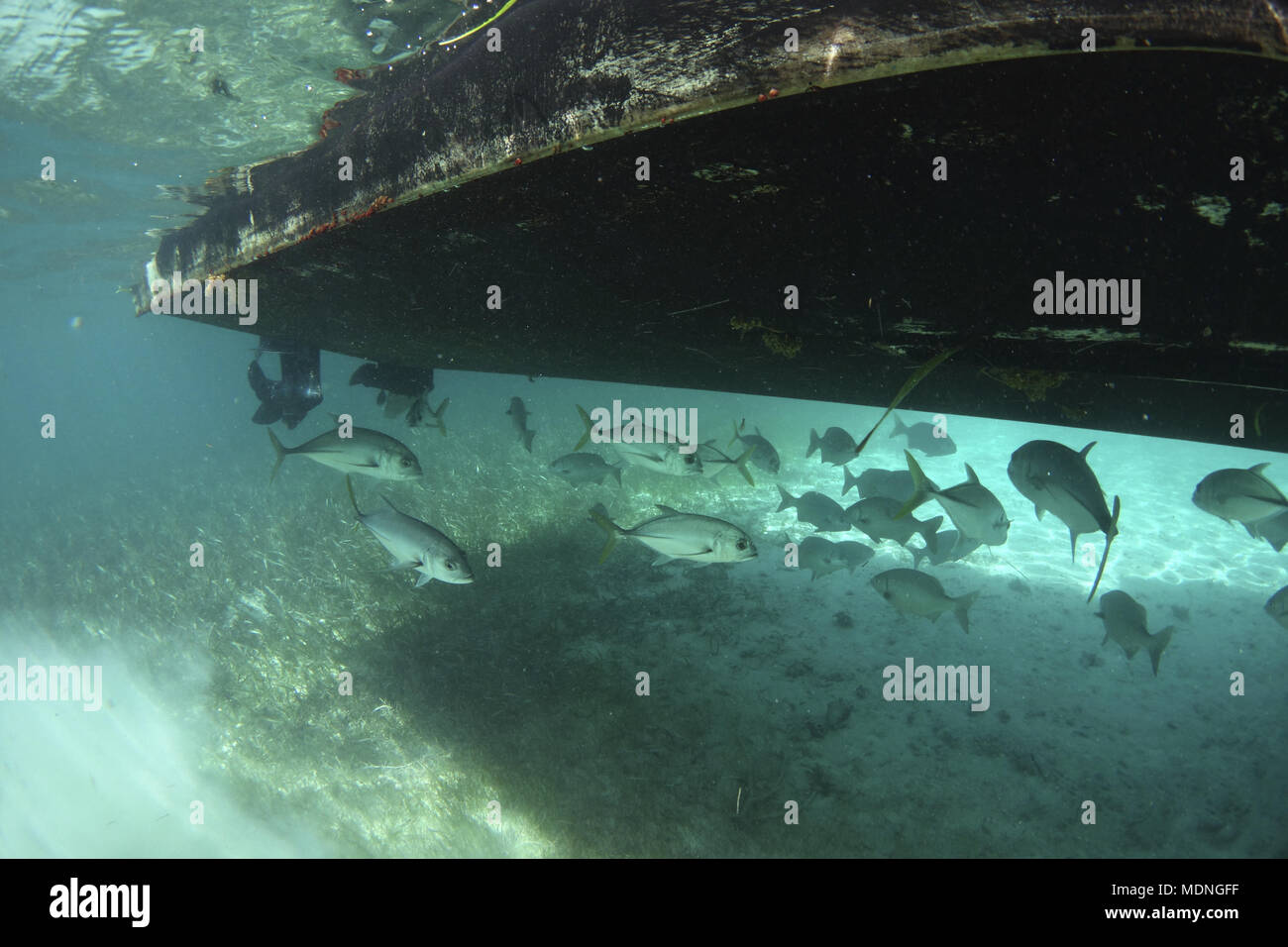 Shark ray alley belize hi-res stock photography and images - Alamy