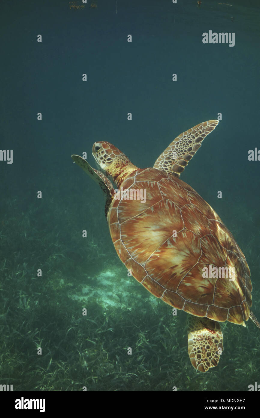 Shark ray alley belize hi-res stock photography and images - Alamy