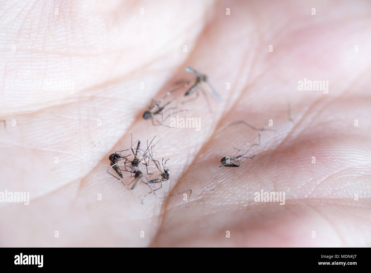 Close up shot of dead mosquito, carrier of dengue fever Stock Photo - Alamy