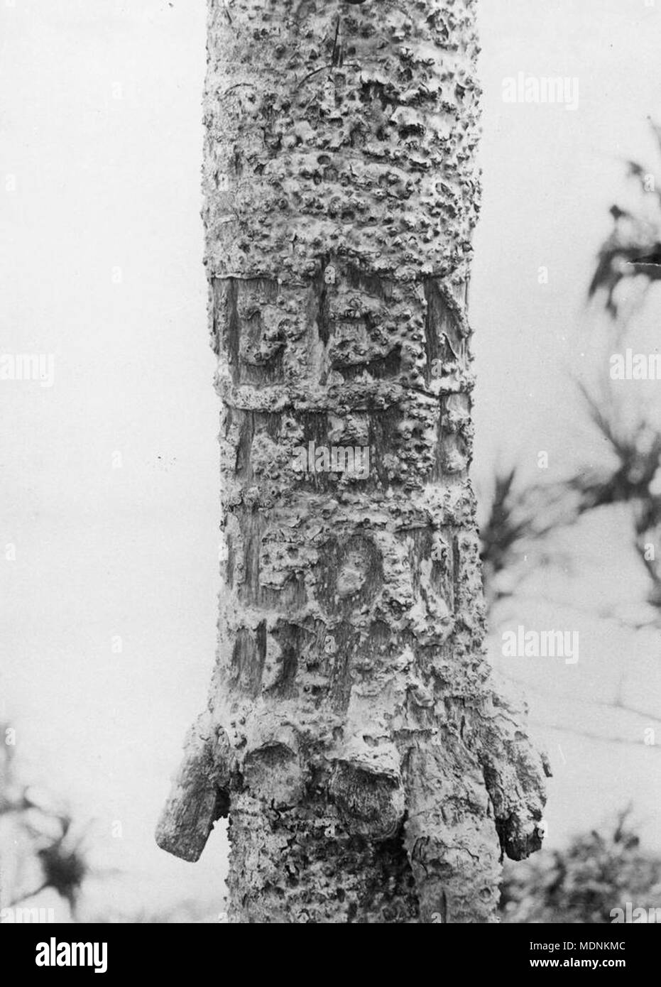 Queen of the Colonies Tree, Caloundra Stock Photo - Alamy