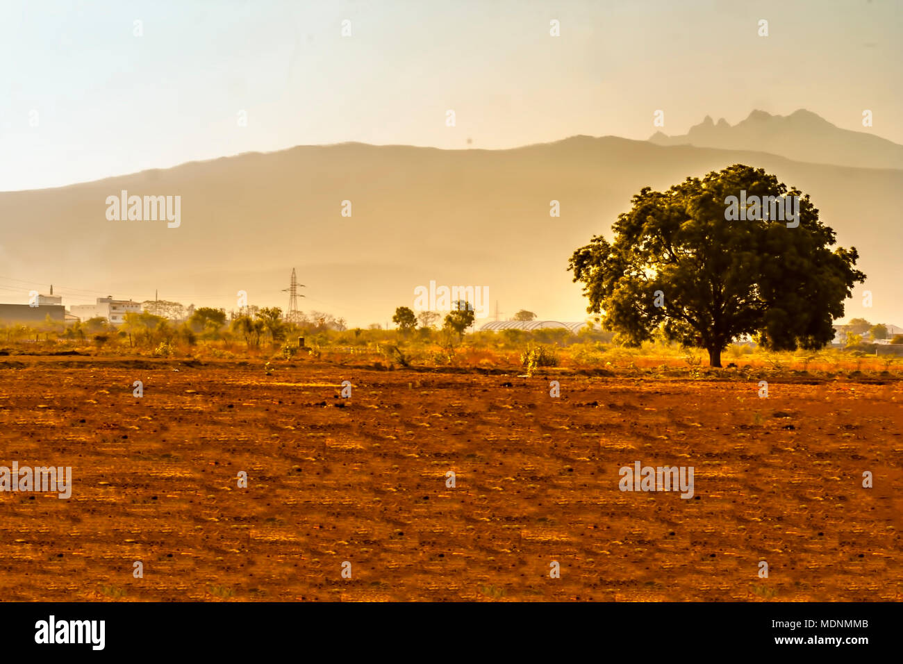 A solitary tree in wilderness during extreme hot summer morning Stock ...