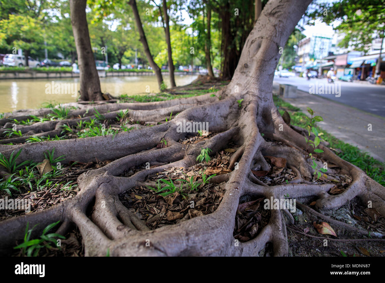 Protecting tree roots hi-res stock photography and images - Alamy