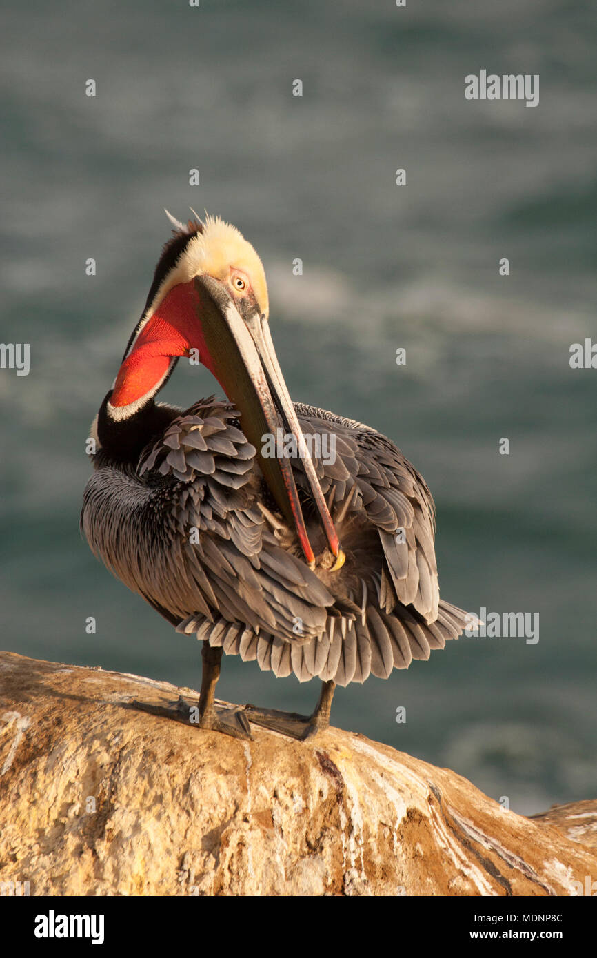 Reaching for oil preen gland hi-res stock photography and images - Alamy