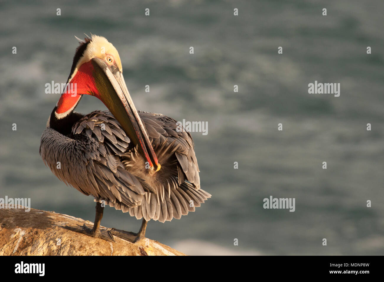Preening Oil High Resolution Stock Photography and Images - Alamy