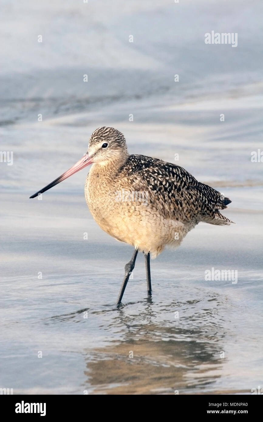 Marbled Godwit (Limosa fedoa) walking through shallow water along ...