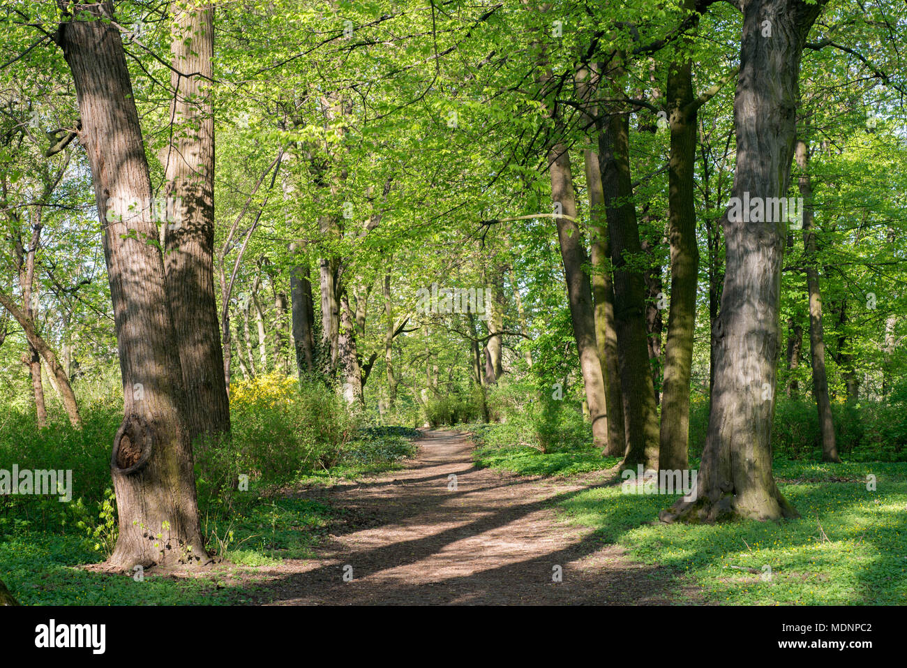 Tree alley old trees on hi-res stock photography and images - Alamy