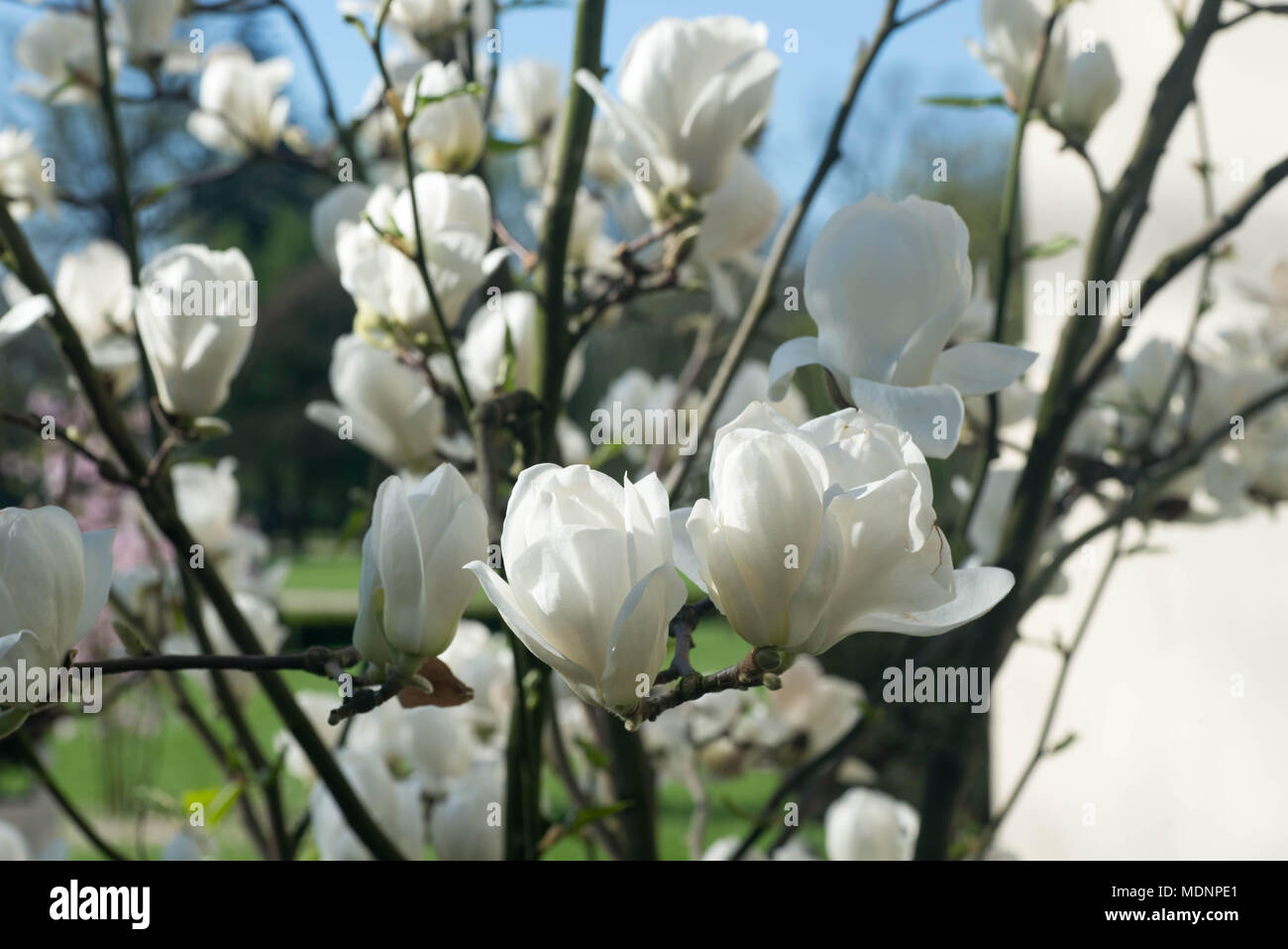 Magnolia tree bloom hi-res stock photography and images - Alamy