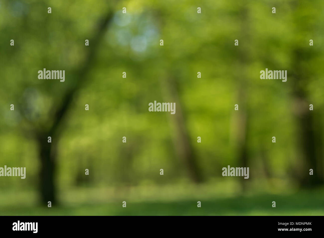 spring nature blurred defocused background with trees Stock Photo - Alamy
