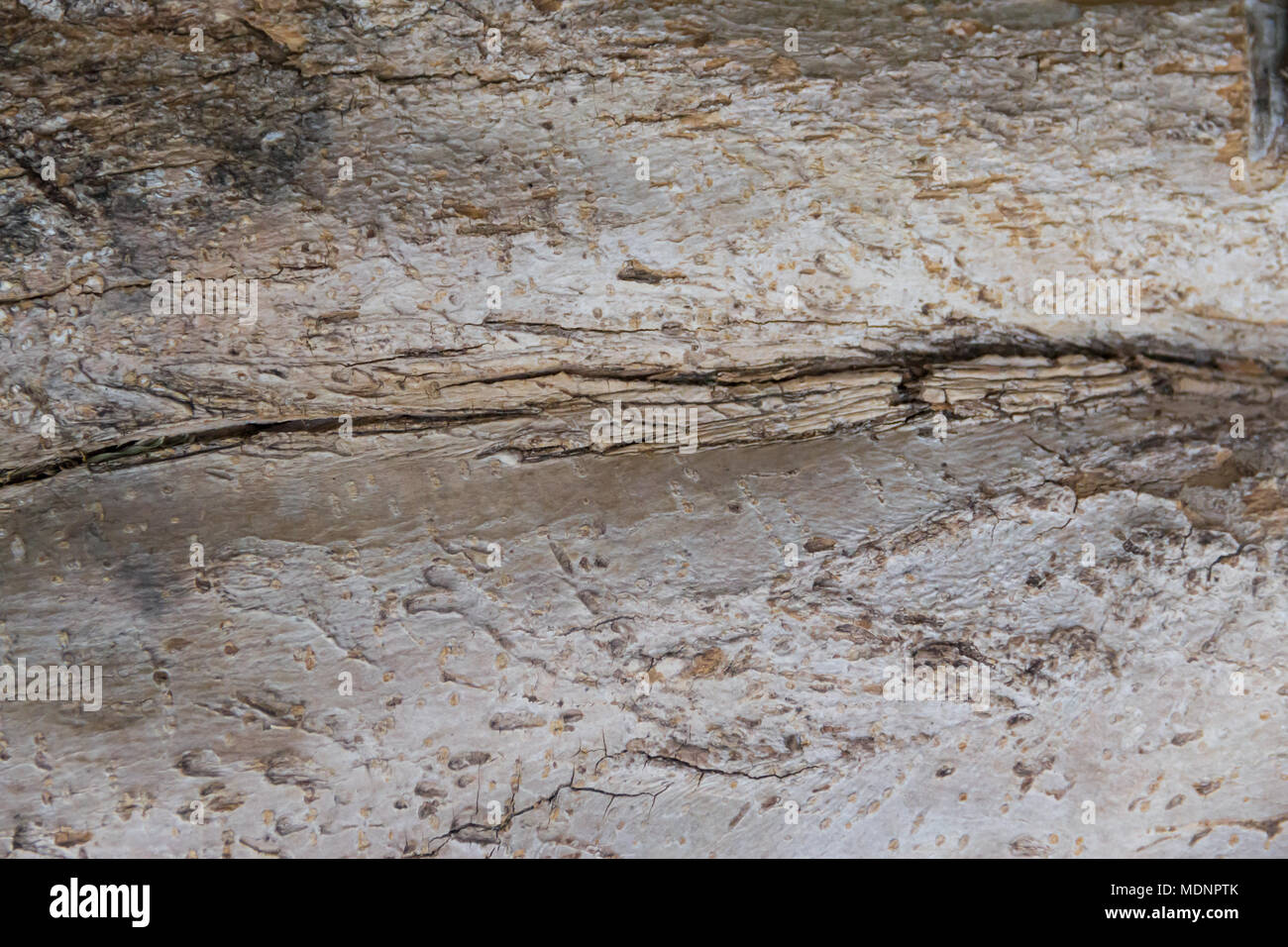 rustic texture of dry tree bark background Stock Photo - Alamy