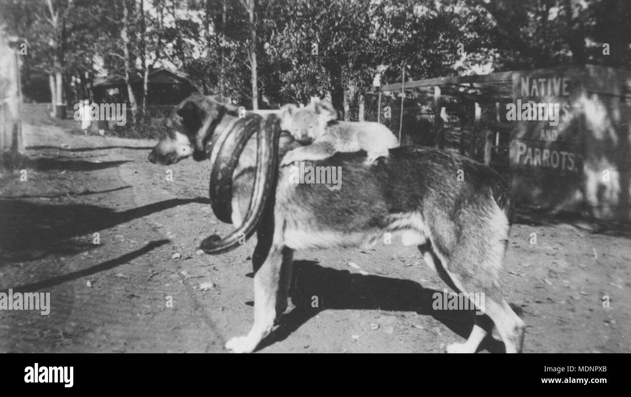 Riding A Snake High Resolution Stock Photography and Images - Alamy