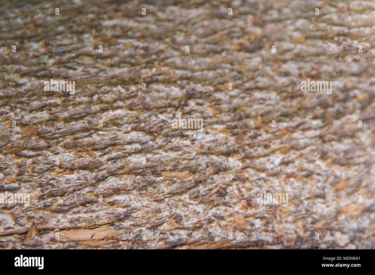 rustic texture of dry tree bark background Stock Photo - Alamy