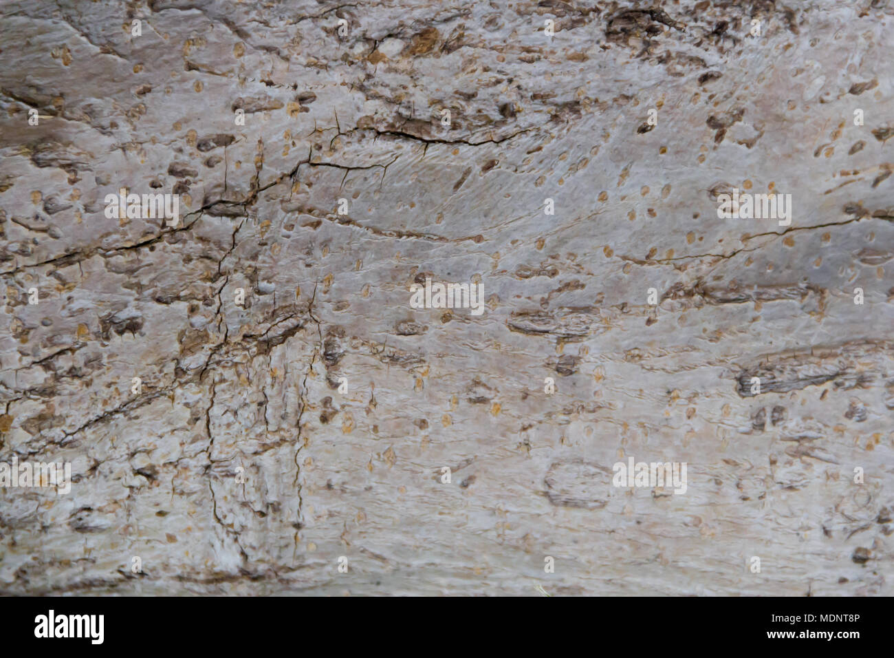 rustic texture of dry tree bark background Stock Photo - Alamy