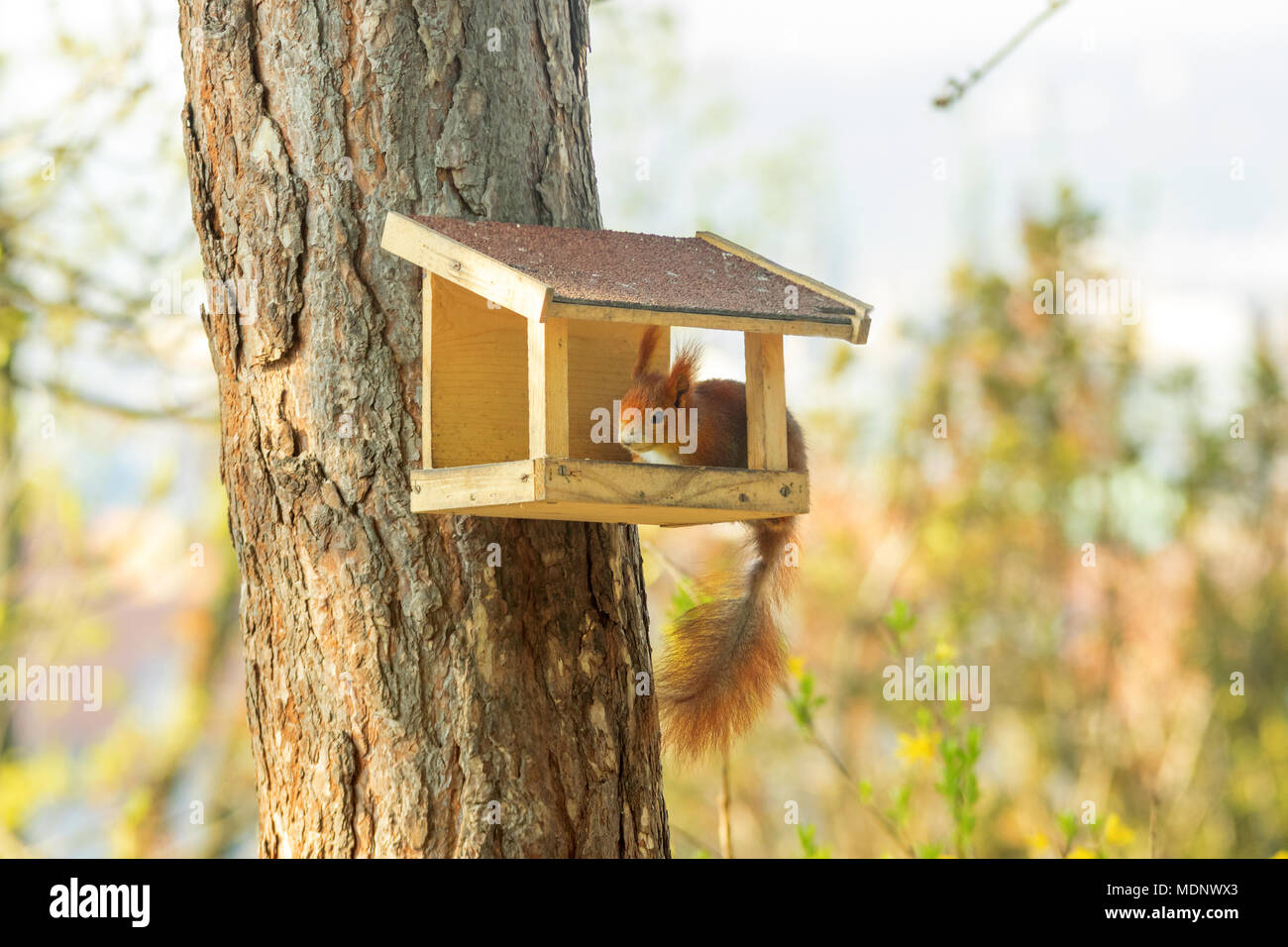 Cute rusty squirrel sitting in the bird feeder in the forrest Stock ...