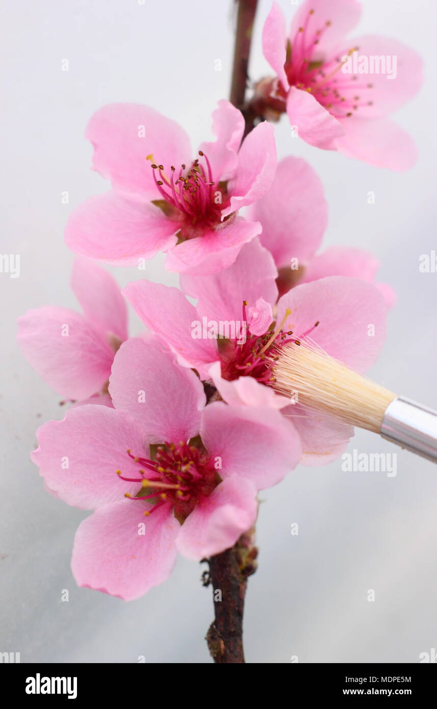 Prunus nectarina tree hi-res stock photography and images - Alamy