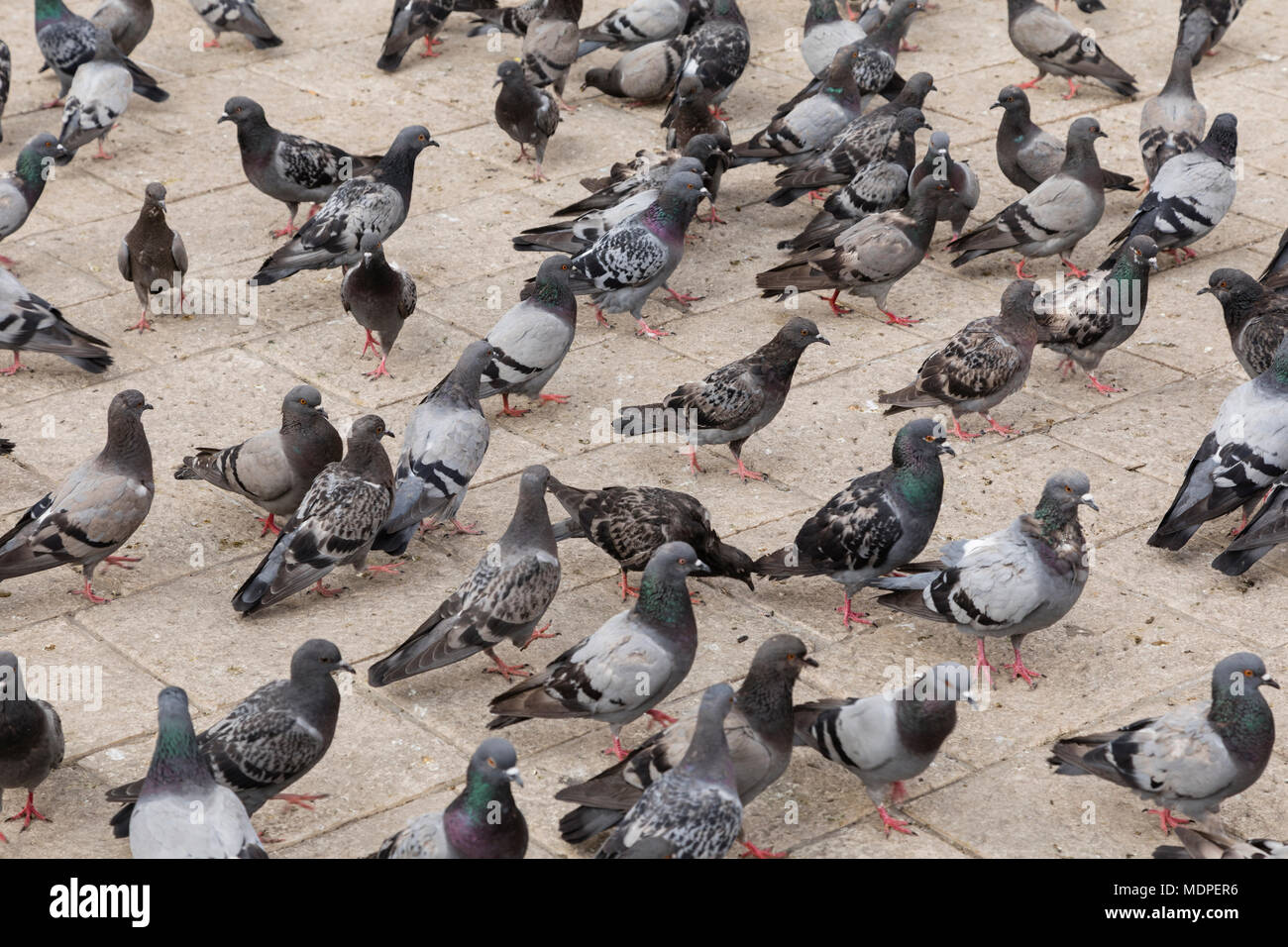 Courier pigeon hi-res stock photography and images - Alamy