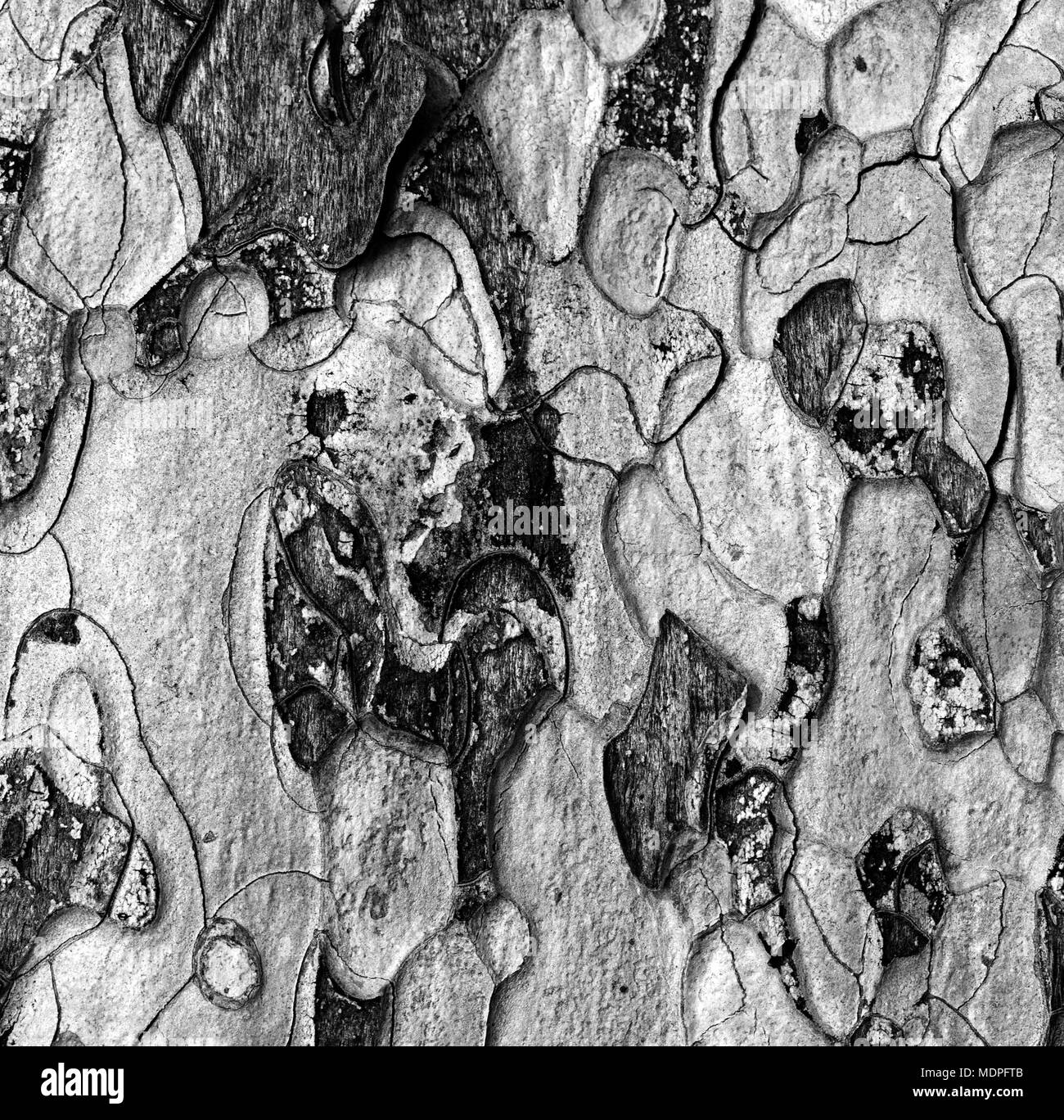 Black and white wooden texture. Macro photo of Crimean pine-tree Stock ...