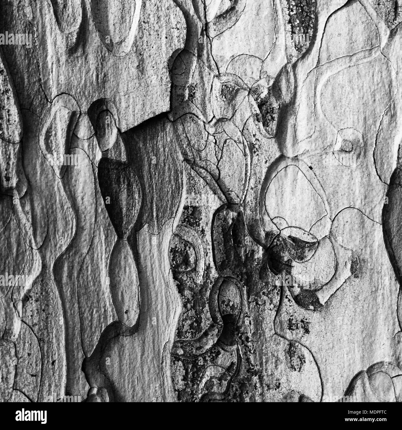 Black and white wooden texture. Macro photo of Crimean pine tree Stock ...