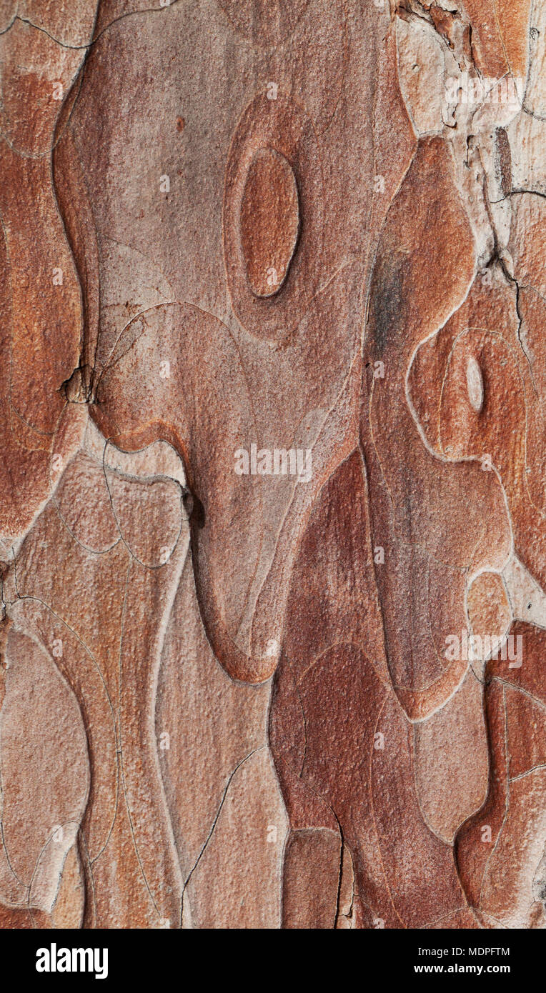 Wooden texture. Close-up photo of Crimean pine-tree Stock Photo - Alamy
