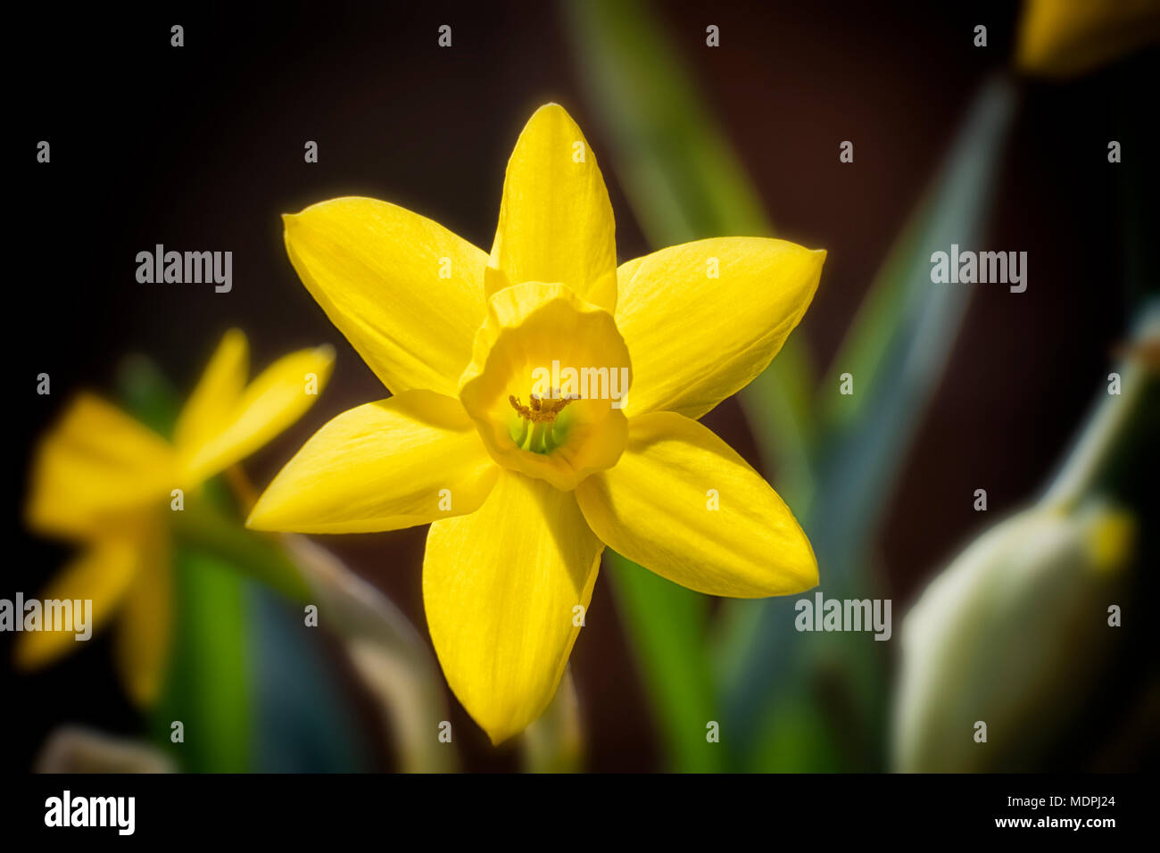 Daffodils in flower in an English garden in full early Summer sun Stock ...
