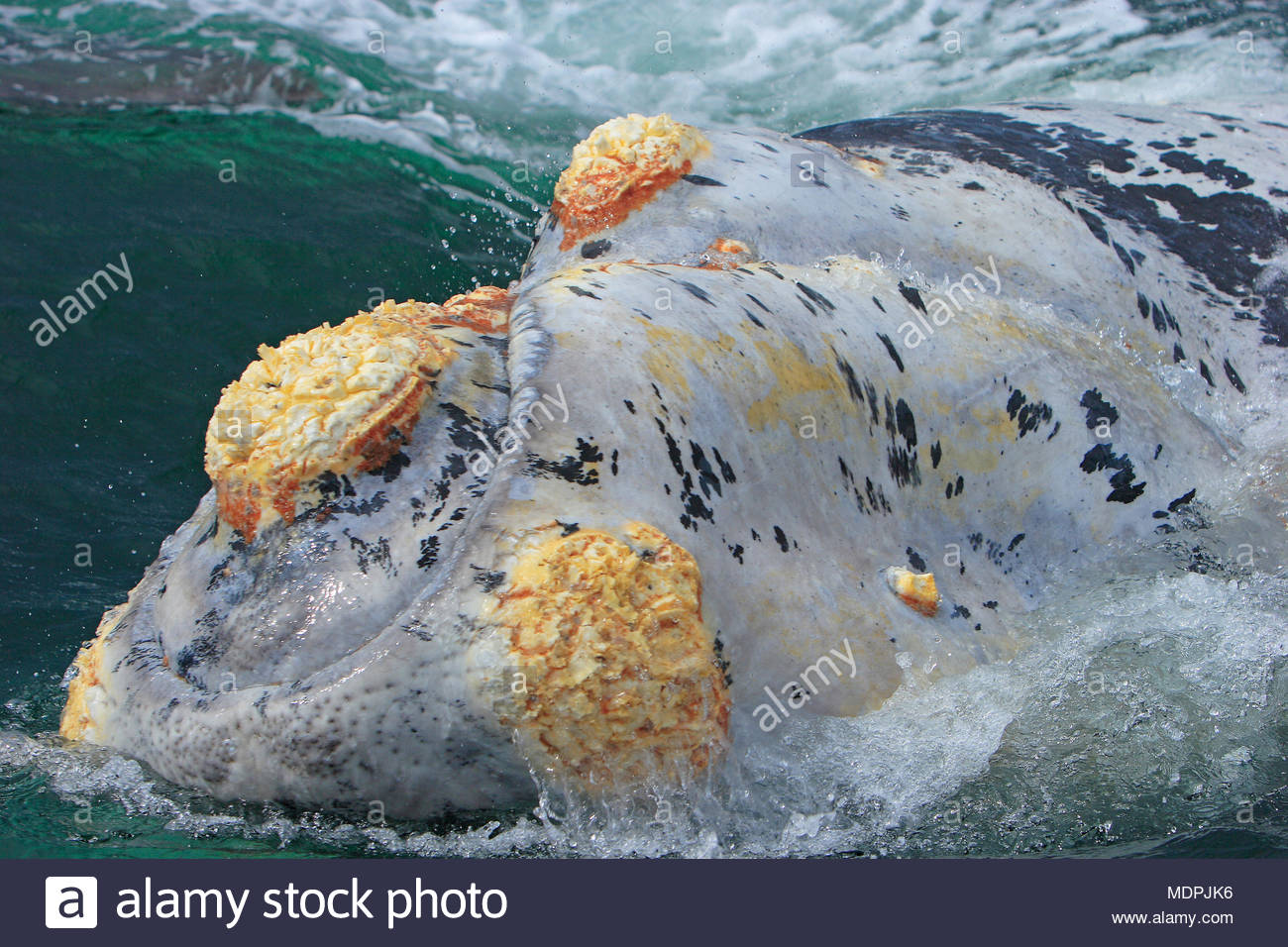 Head Lice Stock Photos & Head Lice Stock Images - Alamy