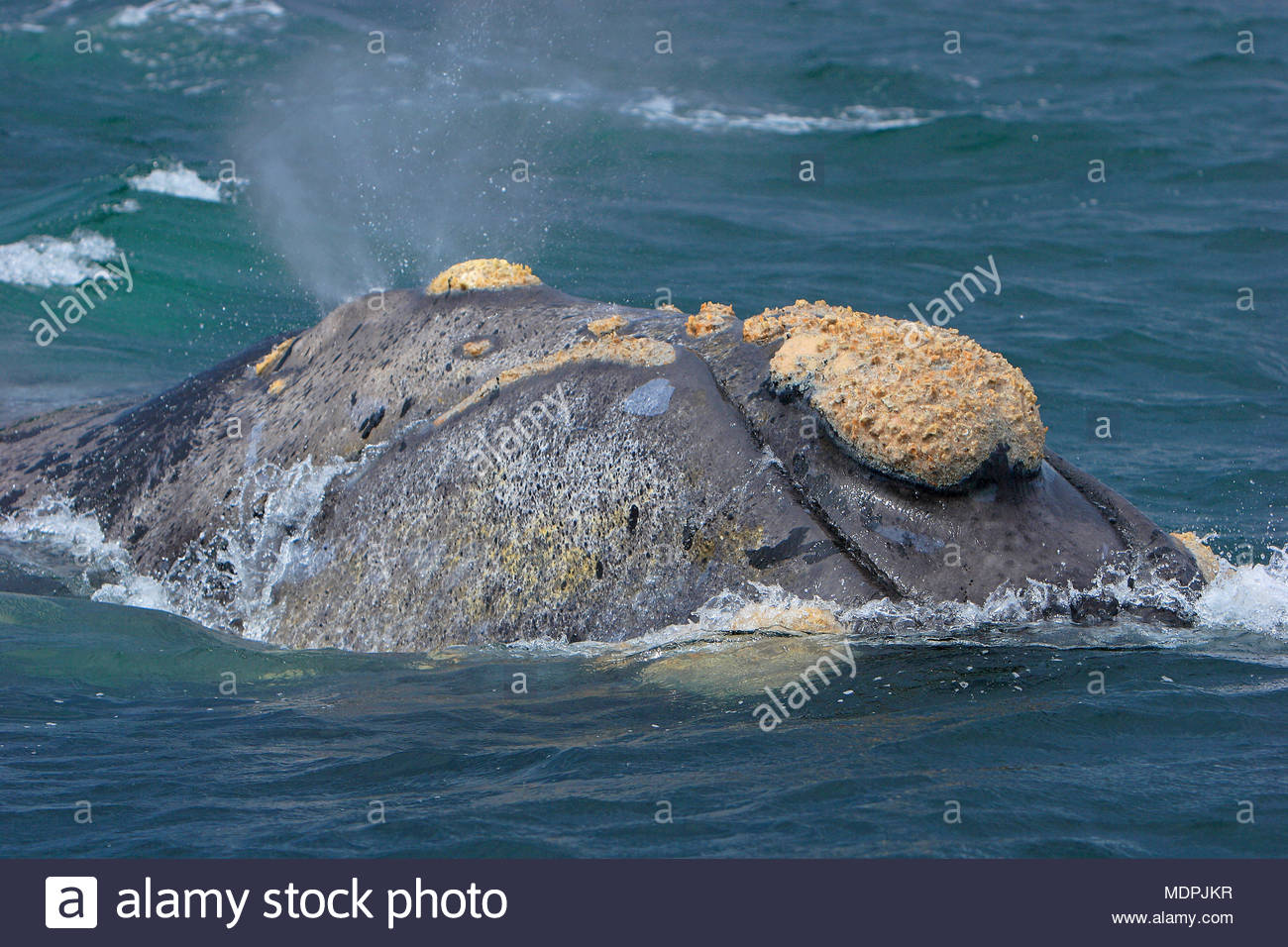 Whale Lice Stock Photos & Whale Lice Stock Images - Alamy