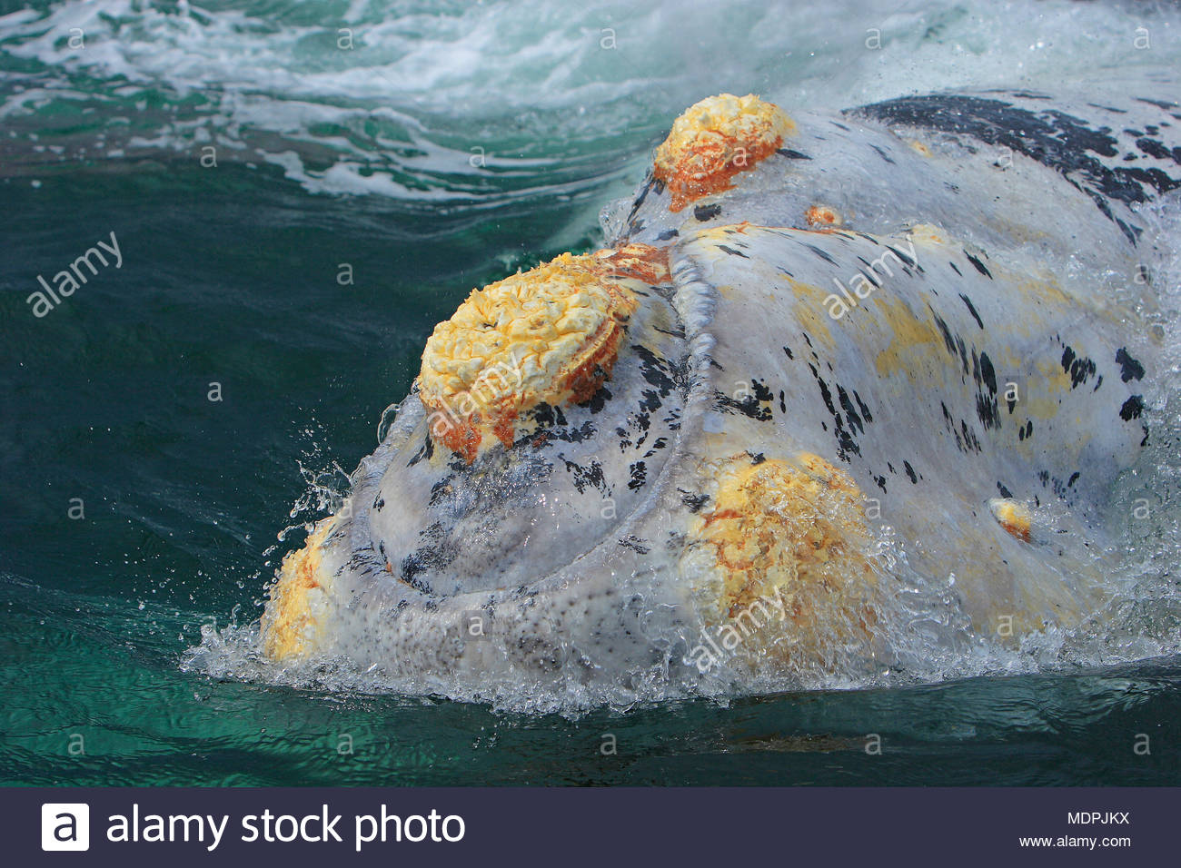 Whale Lice Stock Photos & Whale Lice Stock Images - Alamy